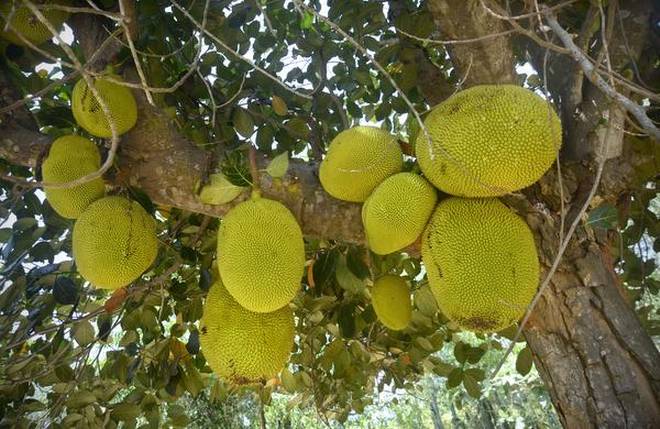 Jackfruit- The Jack of all tastes – biobasics